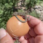 Whiptails – Pajarito Environmental Education Center