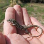 Whiptails – Pajarito Environmental Education Center