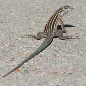 Whiptails – Pajarito Environmental Education Center