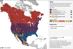 American Robin – Pajarito Environmental Education Center