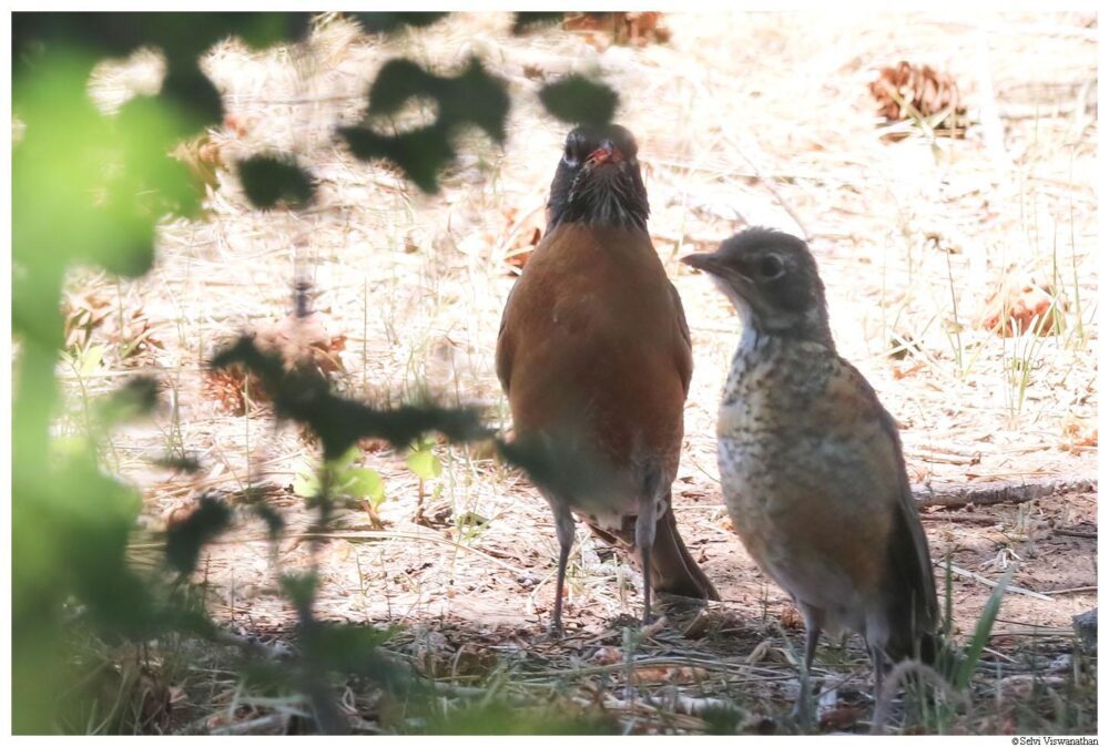 My Rare Red Breasted Robins – Pajarito Environmental Education Center