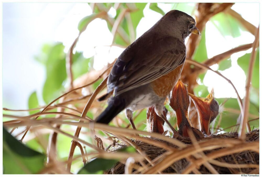 My Rare Red Breasted Robins – Pajarito Environmental Education Center