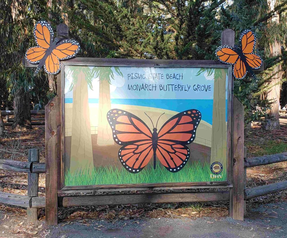 Chasing New Mexico Monarchs in California – Pajarito Environmental ...