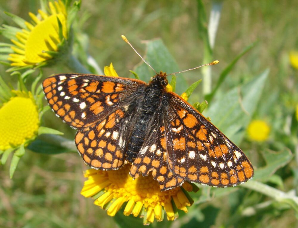 Chasing New Mexico Monarchs in California – Pajarito Environmental ...