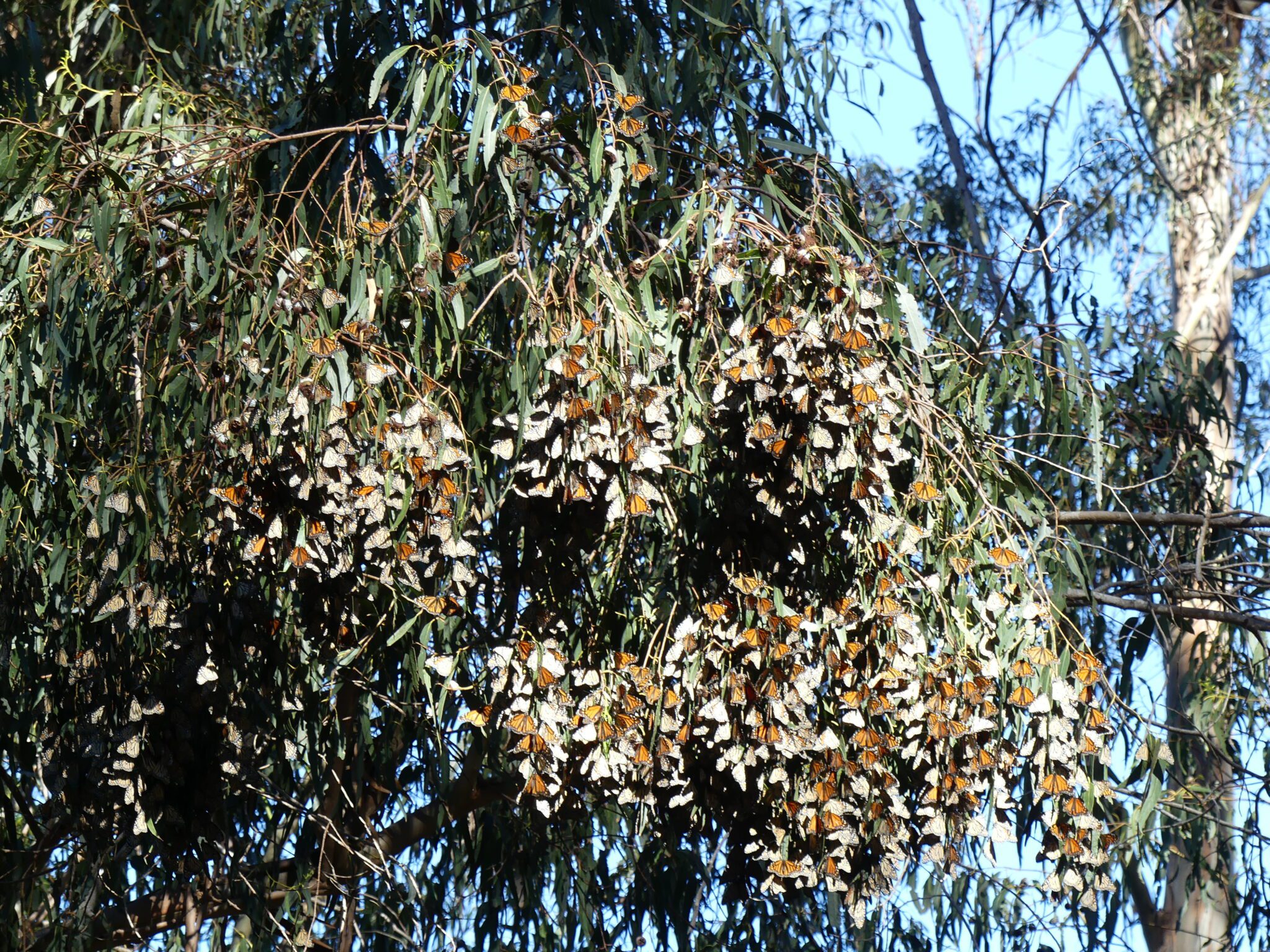 Chasing New Mexico Monarchs in California – Pajarito Environmental ...