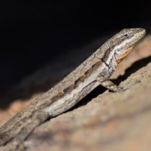 Ornate Tree Lizard – Pajarito Environmental Education Center