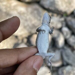 Ornate Tree Lizard – Pajarito Environmental Education Center