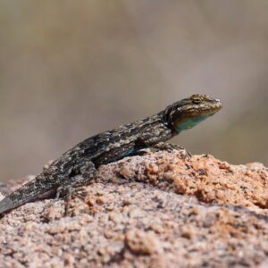 Ornate Tree Lizard – Pajarito Environmental Education Center