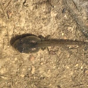 Chorus Frogs – Pajarito Environmental Education Center