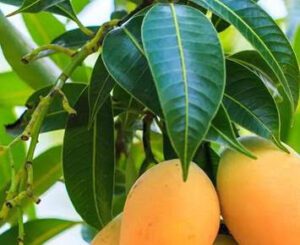 Mythology, Mango Trees, and Growing Up in India – Pajarito ...