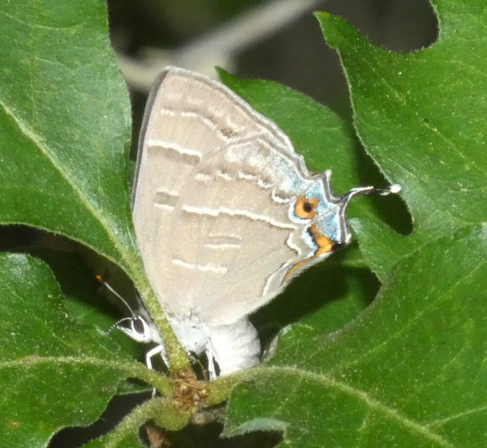 Butterflies of New Mexico: The Gossamerwings II: The Hairstreaks ...