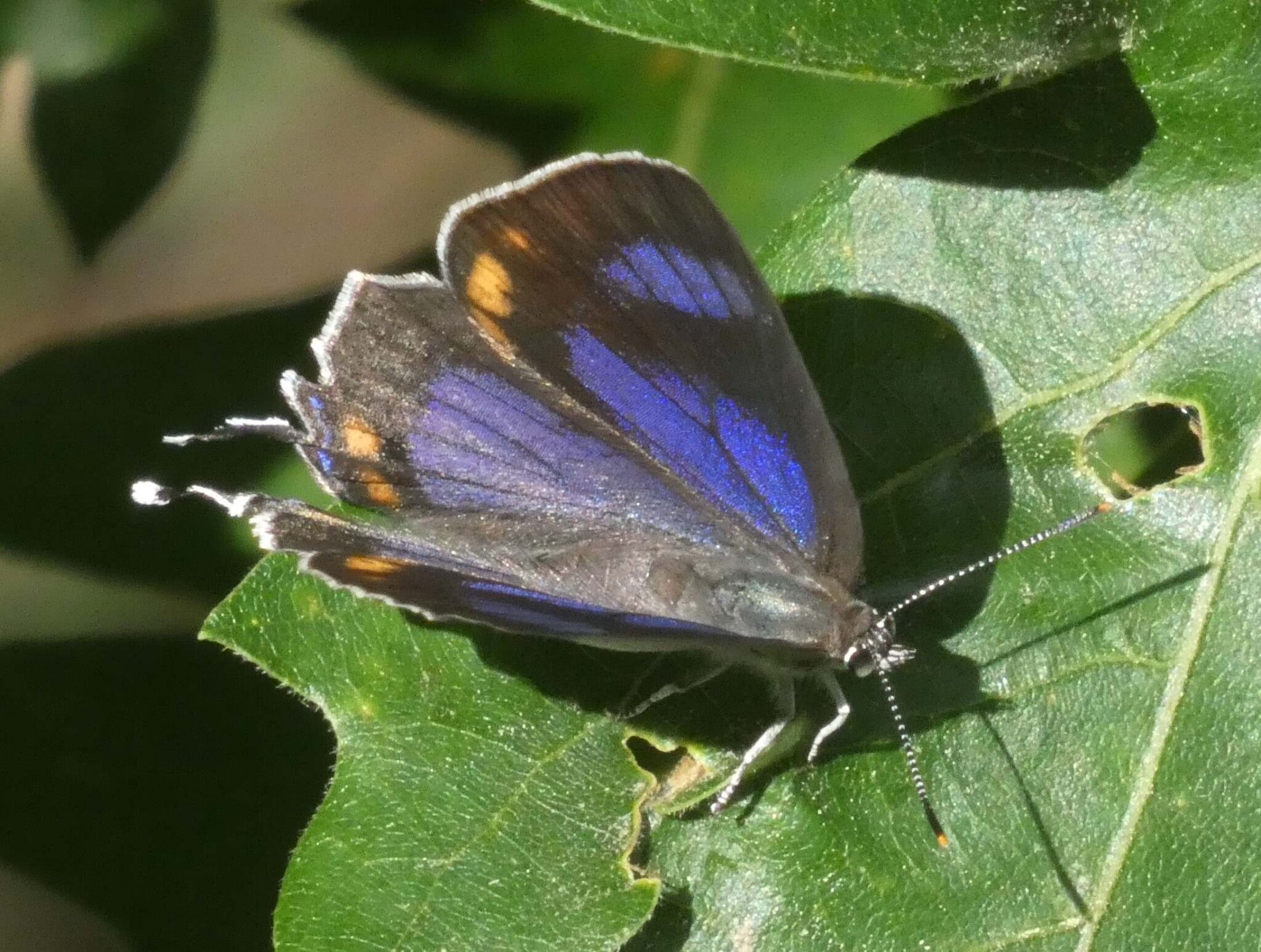 Butterflies of New Mexico: The Gossamerwings II: The Hairstreaks ...
