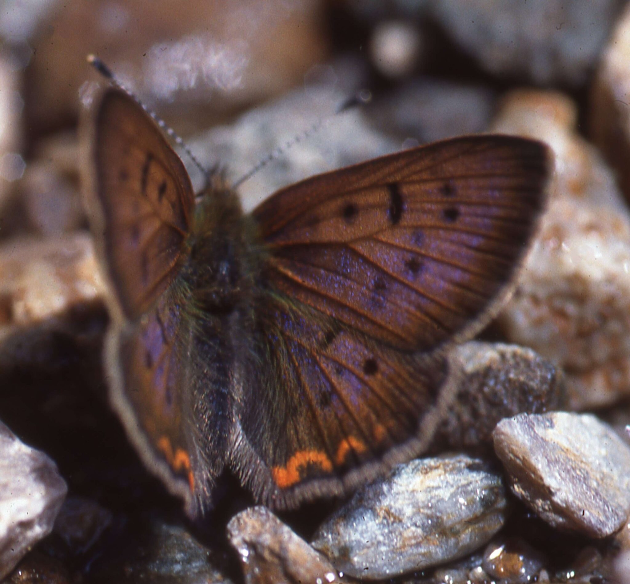 Butterflies of New Mexico: The Gossamerwings I: The Coppers (Lycaenidae ...