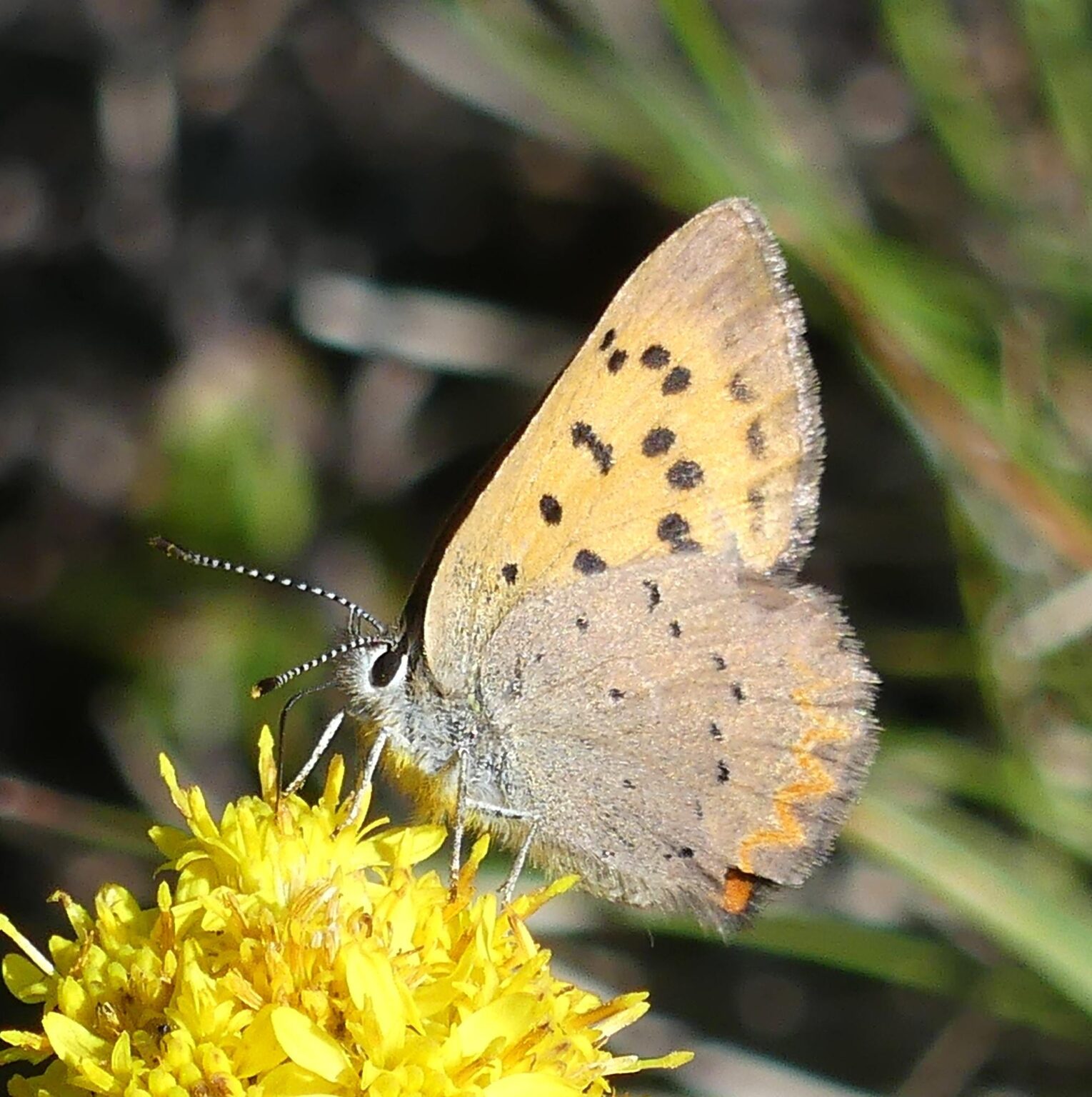 Butterflies of New Mexico: The Gossamerwings I: The Coppers (Lycaenidae ...