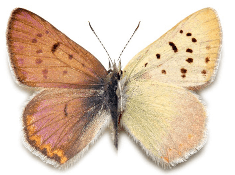 Butterflies of New Mexico: The Gossamerwings I: The Coppers (Lycaenidae ...