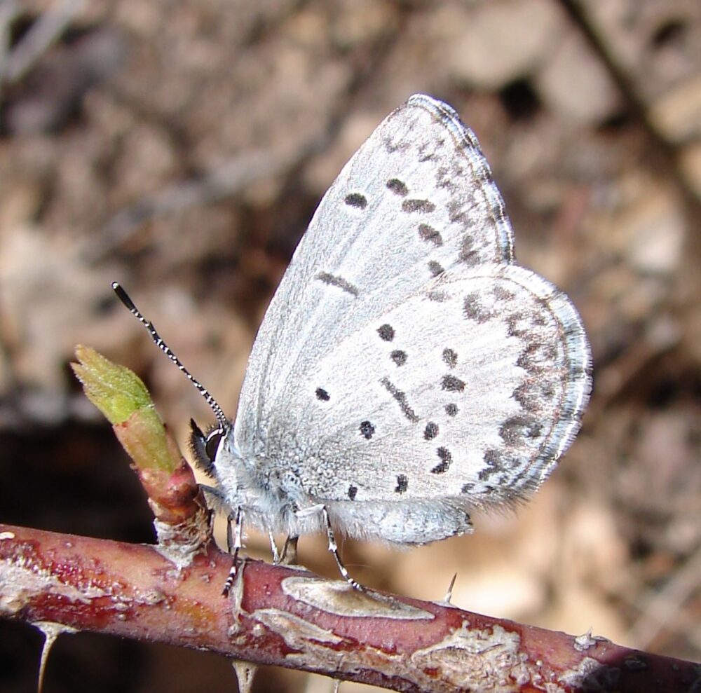 New Mexico, Meet the Northern Azure – Pajarito Environmental Education ...