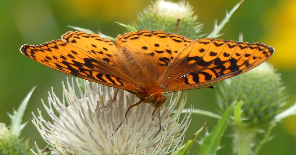 New Mexico, Meet the Northern Azure – Pajarito Environmental Education ...