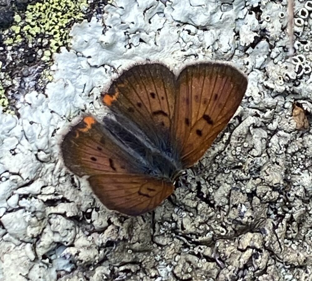 Butterflies of New Mexico: The Gossamerwings I: The Coppers (Lycaenidae ...