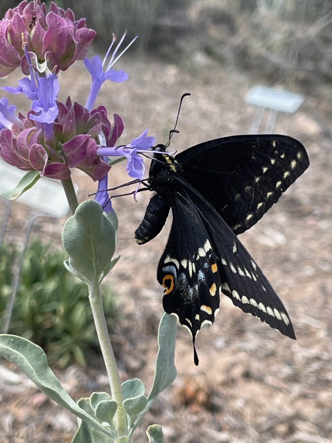 Why Does It Matter? – Pajarito Environmental Education Center