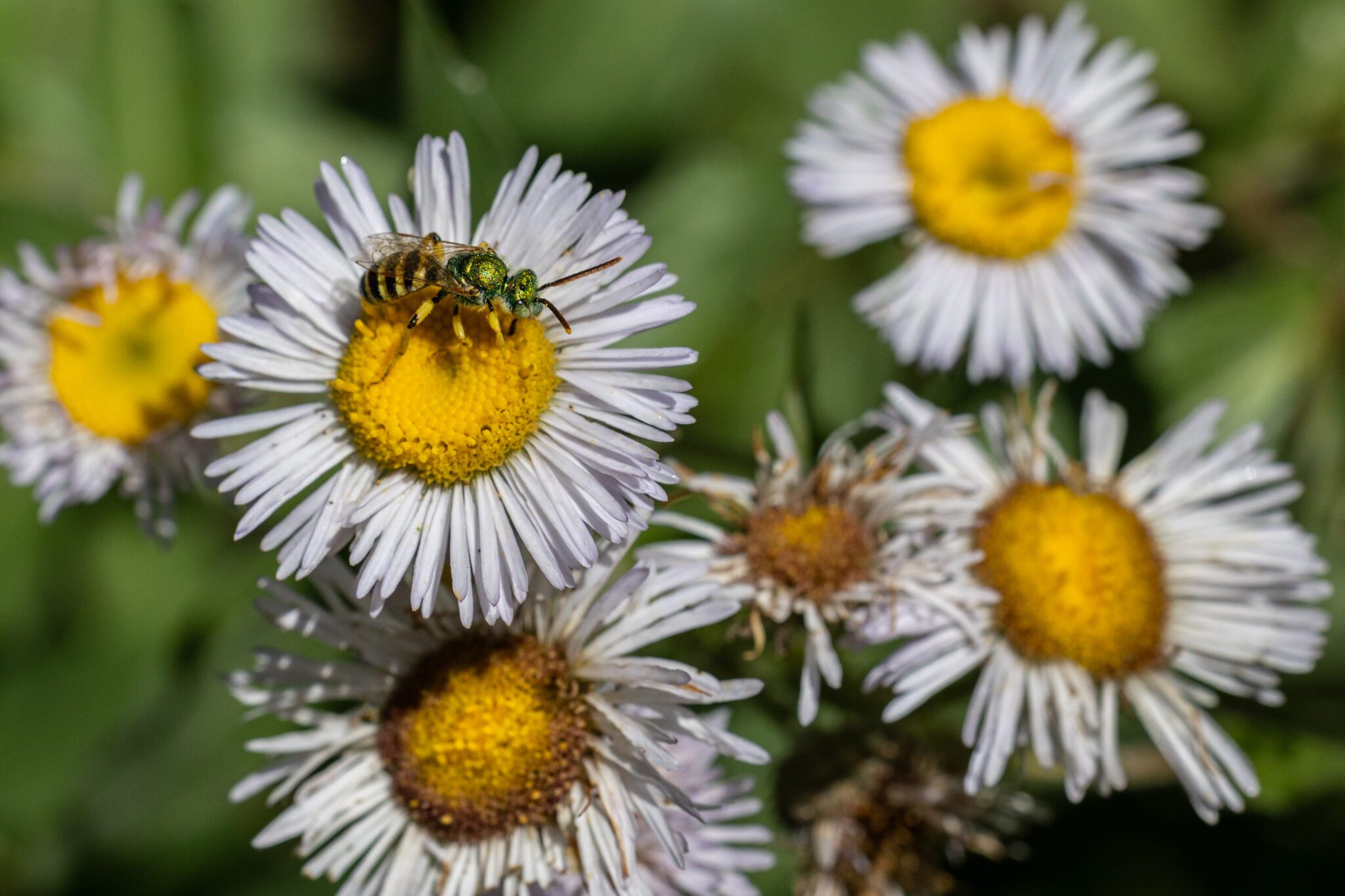Bee City Pollinator Tracking with iNaturalist, a Citizen Science ...