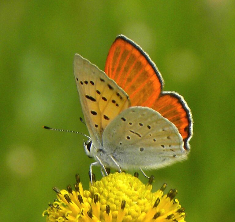 Butterflies of New Mexico: The Gossamerwings I: The Coppers (Lycaenidae ...