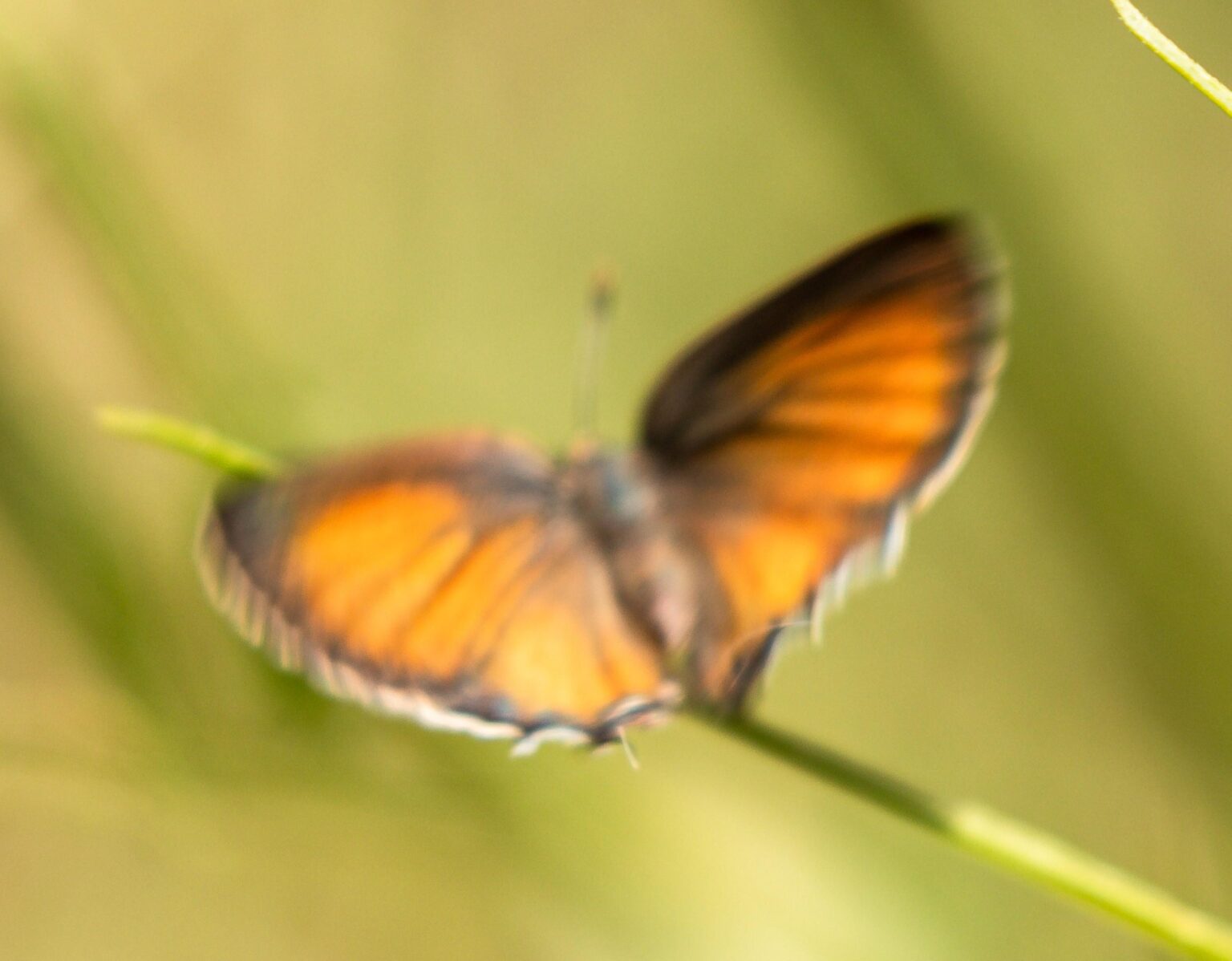 Butterflies of New Mexico: The Gossamerwings II: The Hairstreaks ...