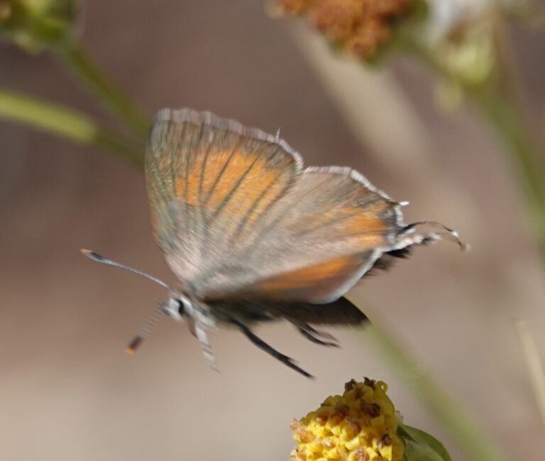 Butterflies of New Mexico: The Gossamerwings II: The Hairstreaks ...