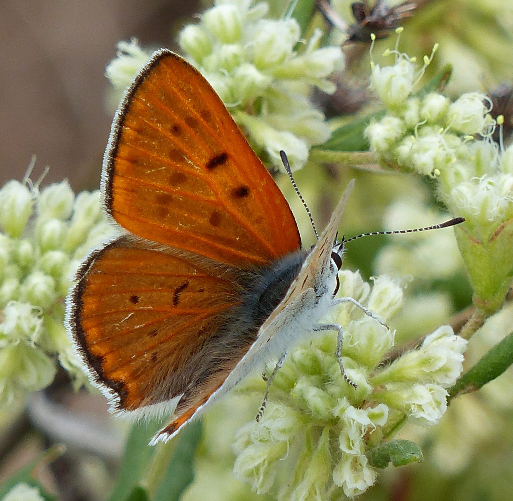 Are Butterflies Good Pollinators? It’s complicated. – Pajarito ...
