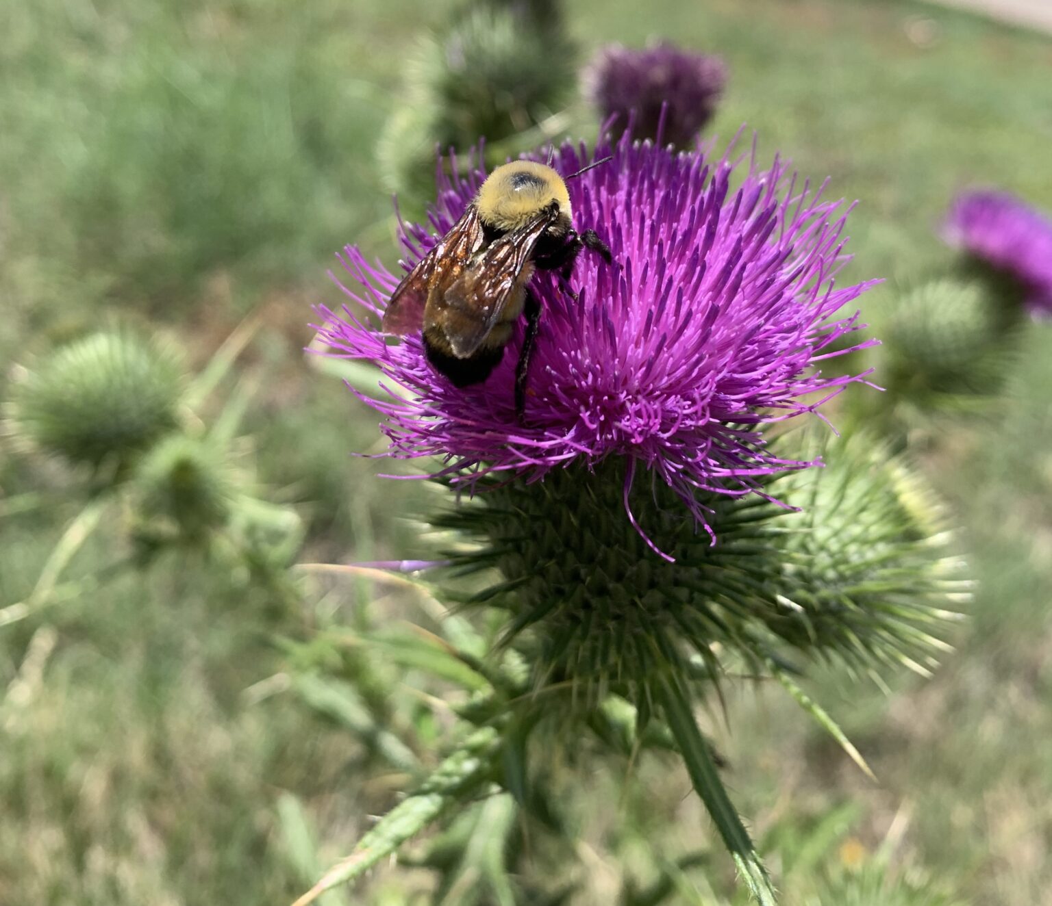 April Featured Pollinator: Morrison Bumble Bee – Pajarito Environmental ...