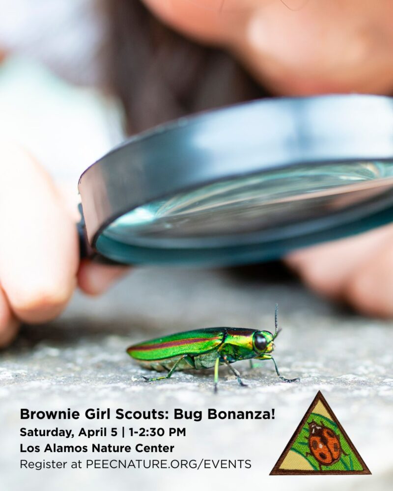 Brownie Girl Scouts: Bug Bonanza! – A Fun and Educational Adventure ...